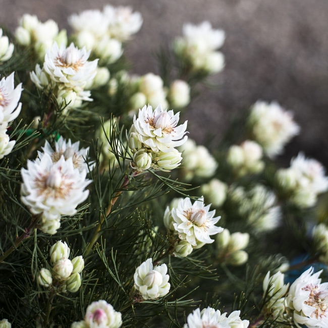 Greenlife | Sanctuary Point Garden Centre, Gifts and Homewares