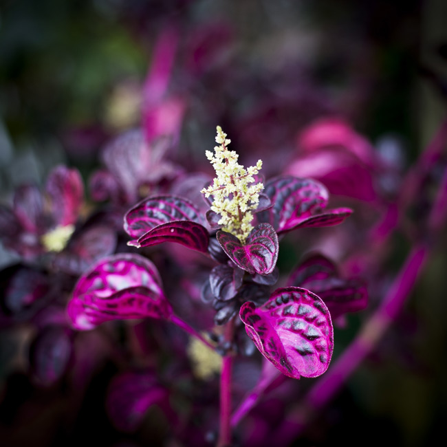 Greenlife | Sanctuary Point Garden Centre, Gifts and Homewares