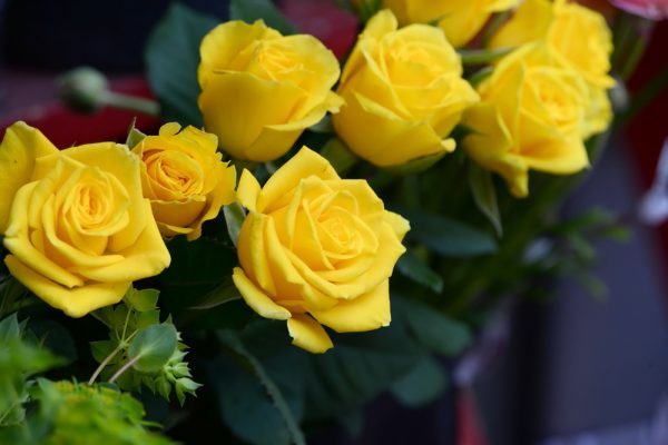 Yellow Rose 2019 – Sanctuary Point Garden Centre