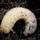 Curl Grubs And How To Get Rid Of Them – Sanctuary Point Garden Centre