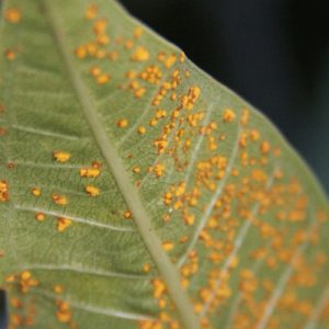 Fungal Foes – Sanctuary Point Garden Centre