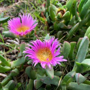 Native Pig Face, Beach Bananas, Ice Plants……………….. – Sanctuary Point ...