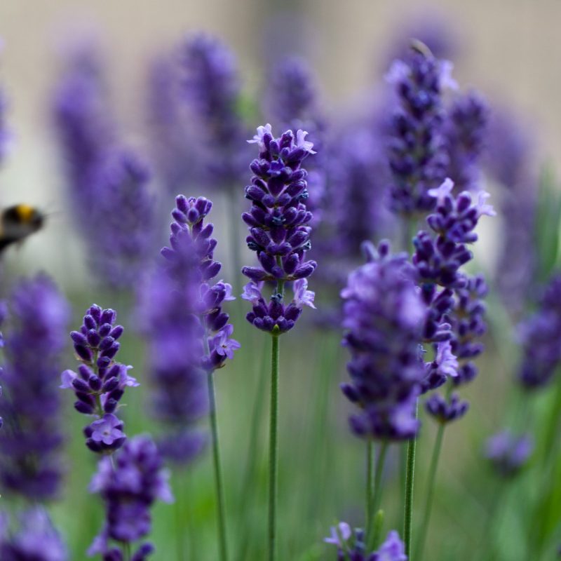 Powerful Pollinators In Your Garden – Sanctuary Point Garden Centre