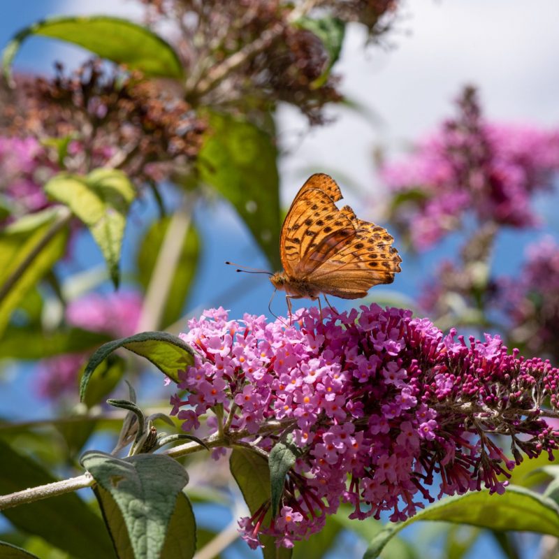 Powerful Pollinators In Your Garden – Sanctuary Point Garden Centre