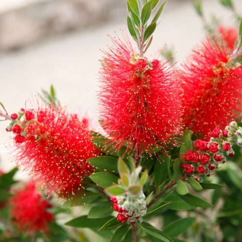 Powerful Pollinators In Your Garden – Sanctuary Point Garden Centre